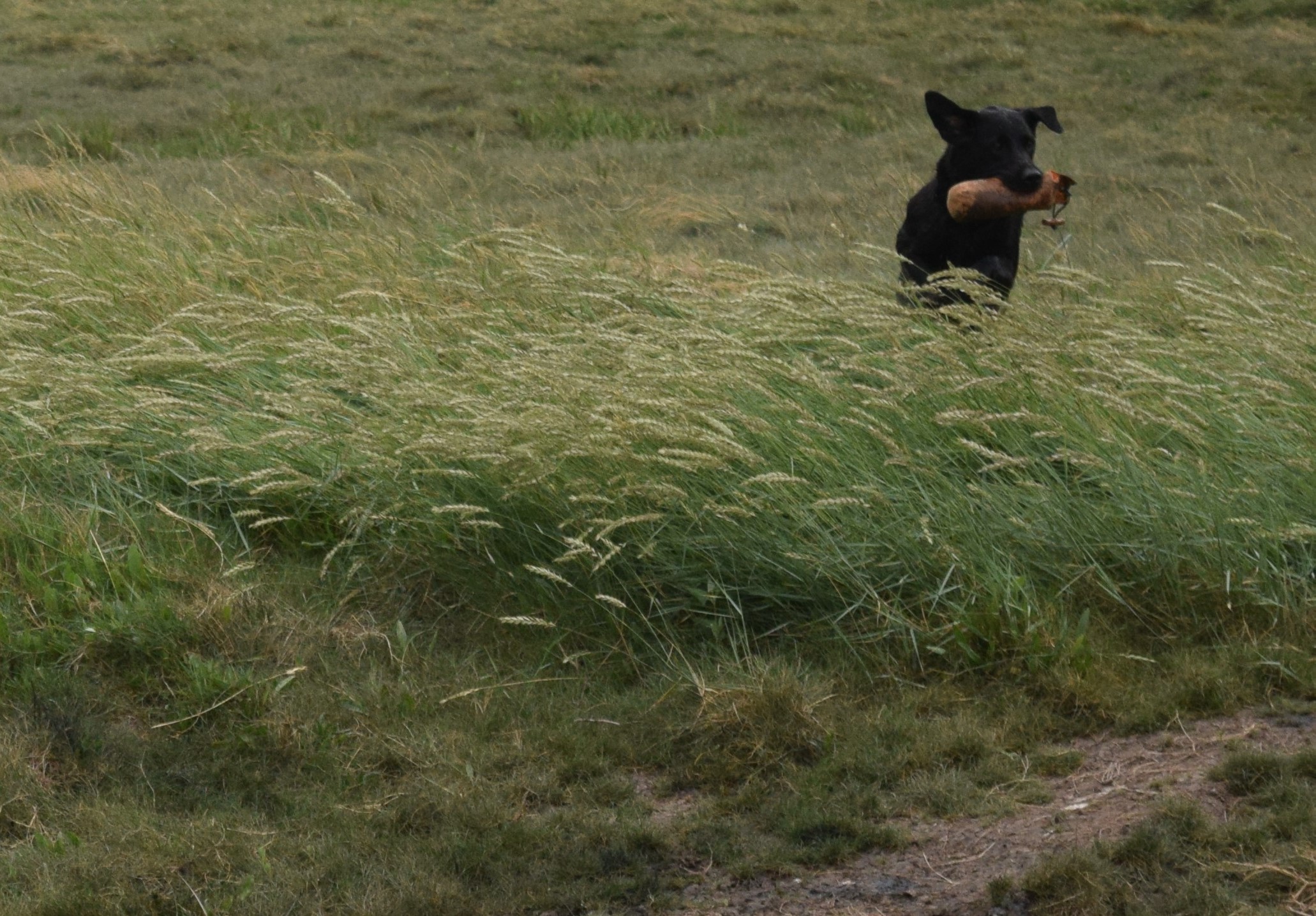 Gallery | Clevedon Wildfowling Association