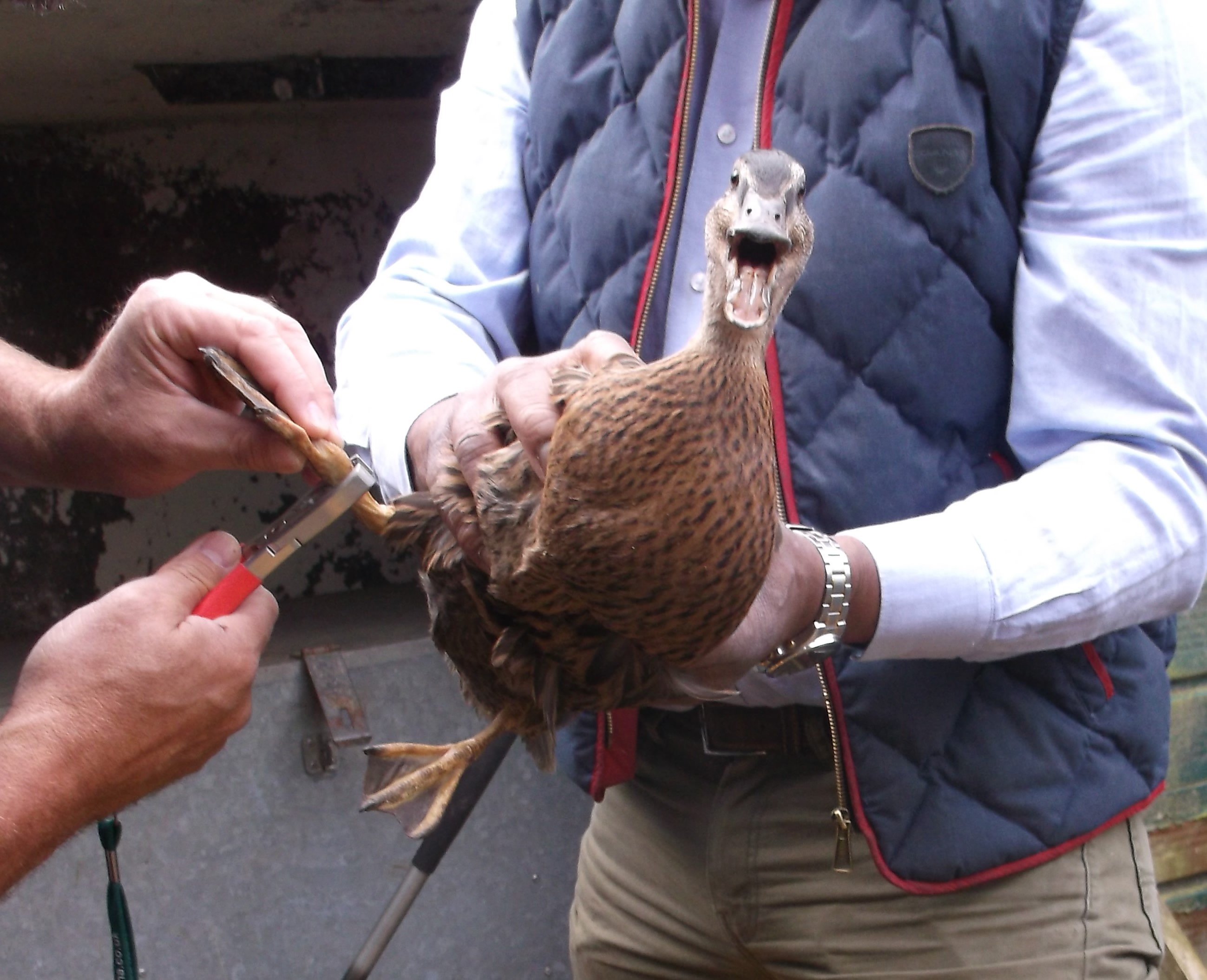 Gallery | Clevedon Wildfowling Association